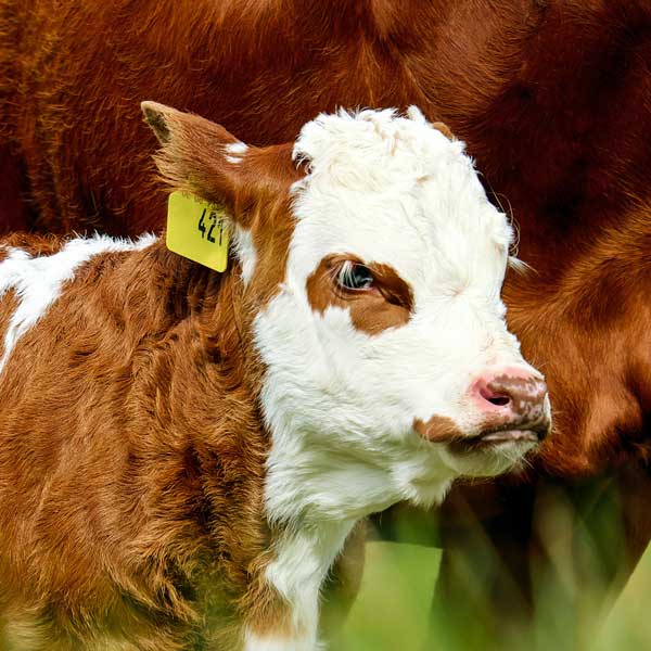 Home [www.cattleproof.com]