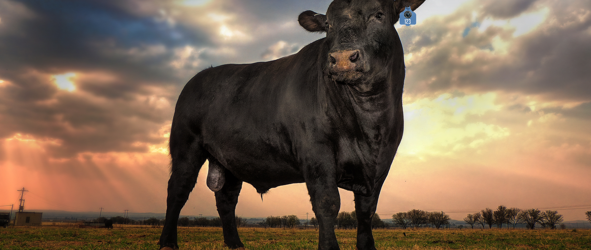 Home [www.cattleproof.com]