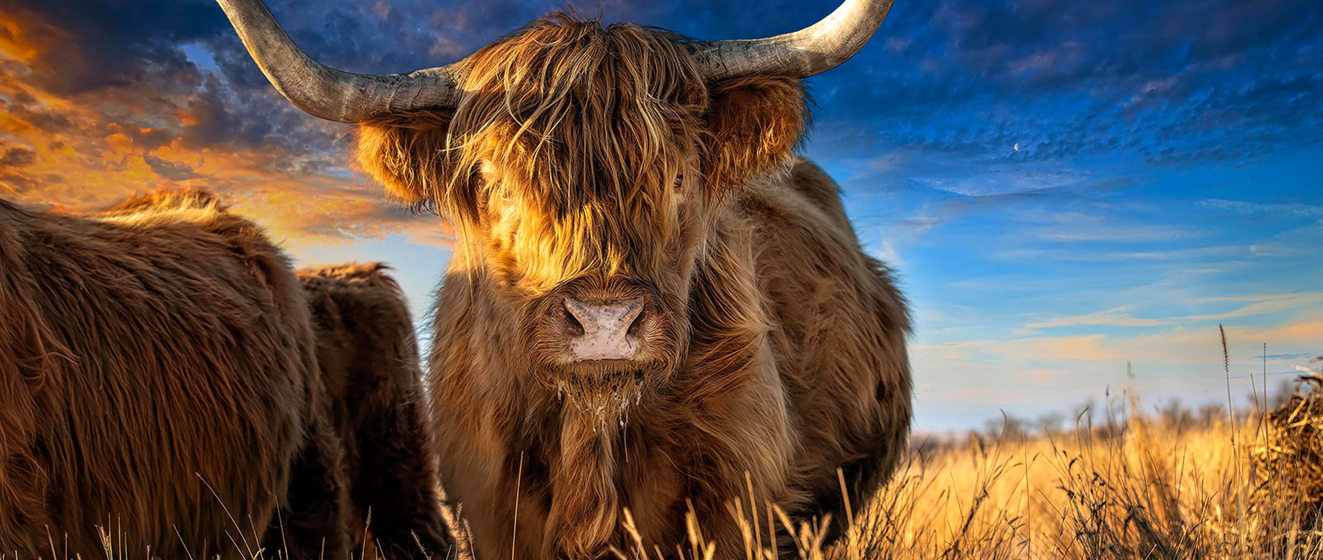 Home [www.cattleproof.com]